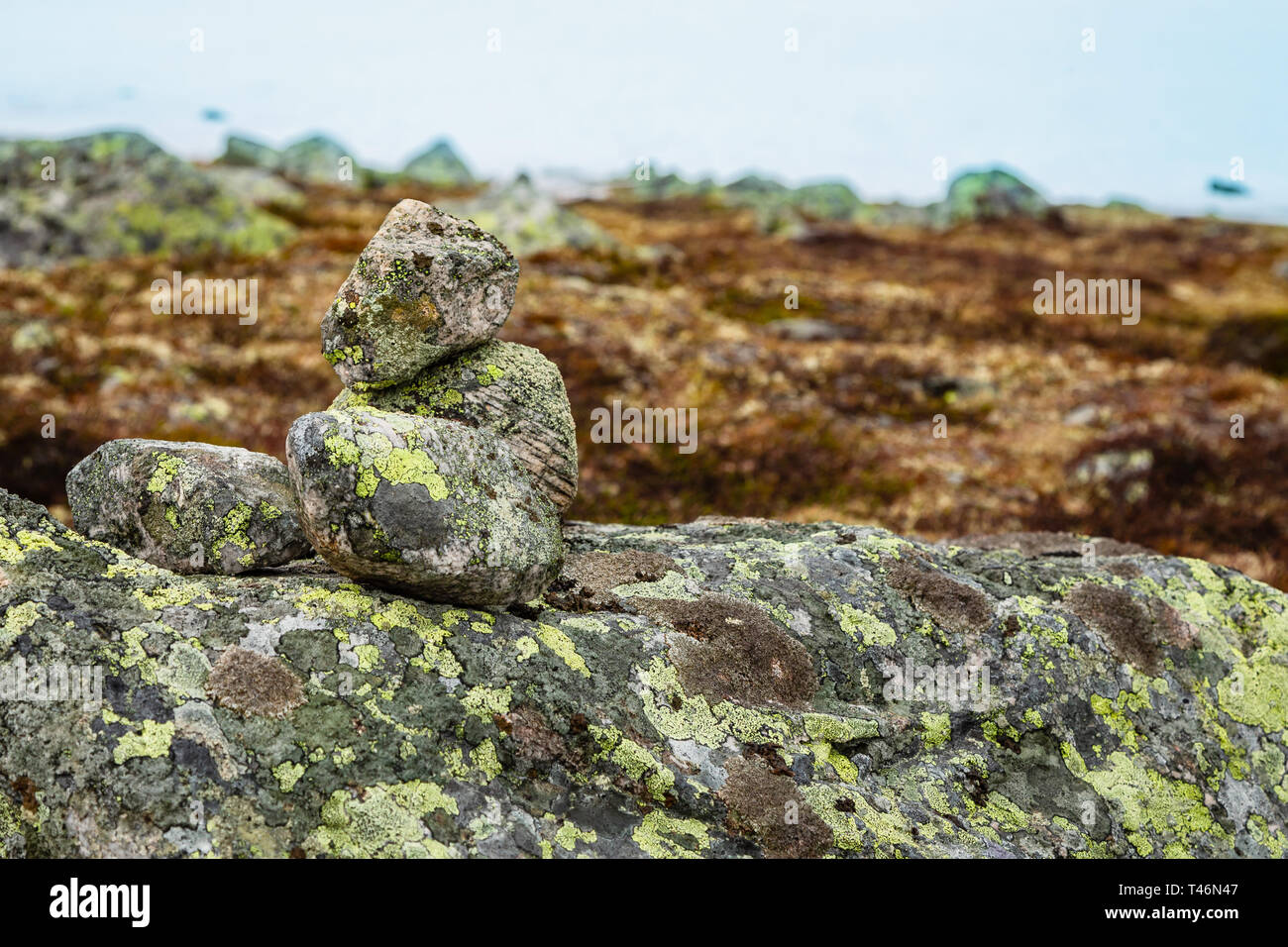 Tundra texture hi-res stock photography and images - Alamy