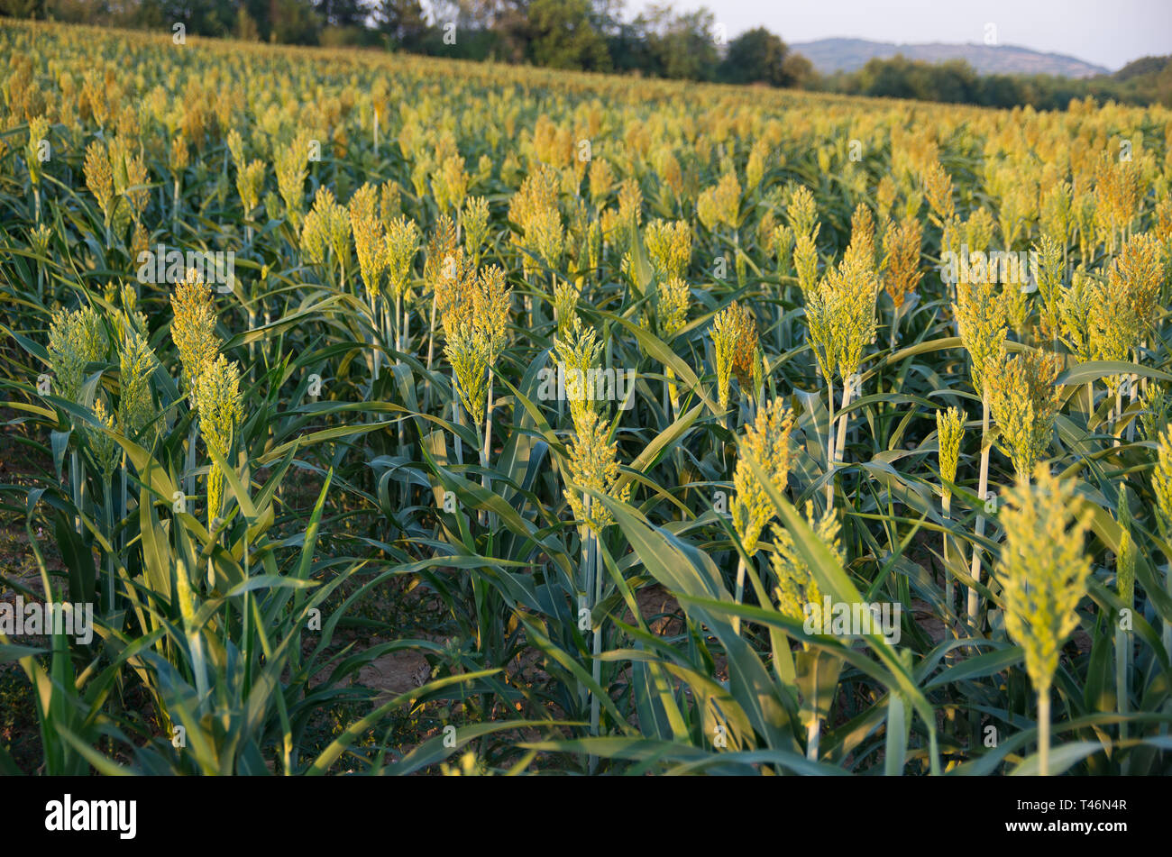 Milo grain sorghum growing hi-res stock photography and images - Alamy