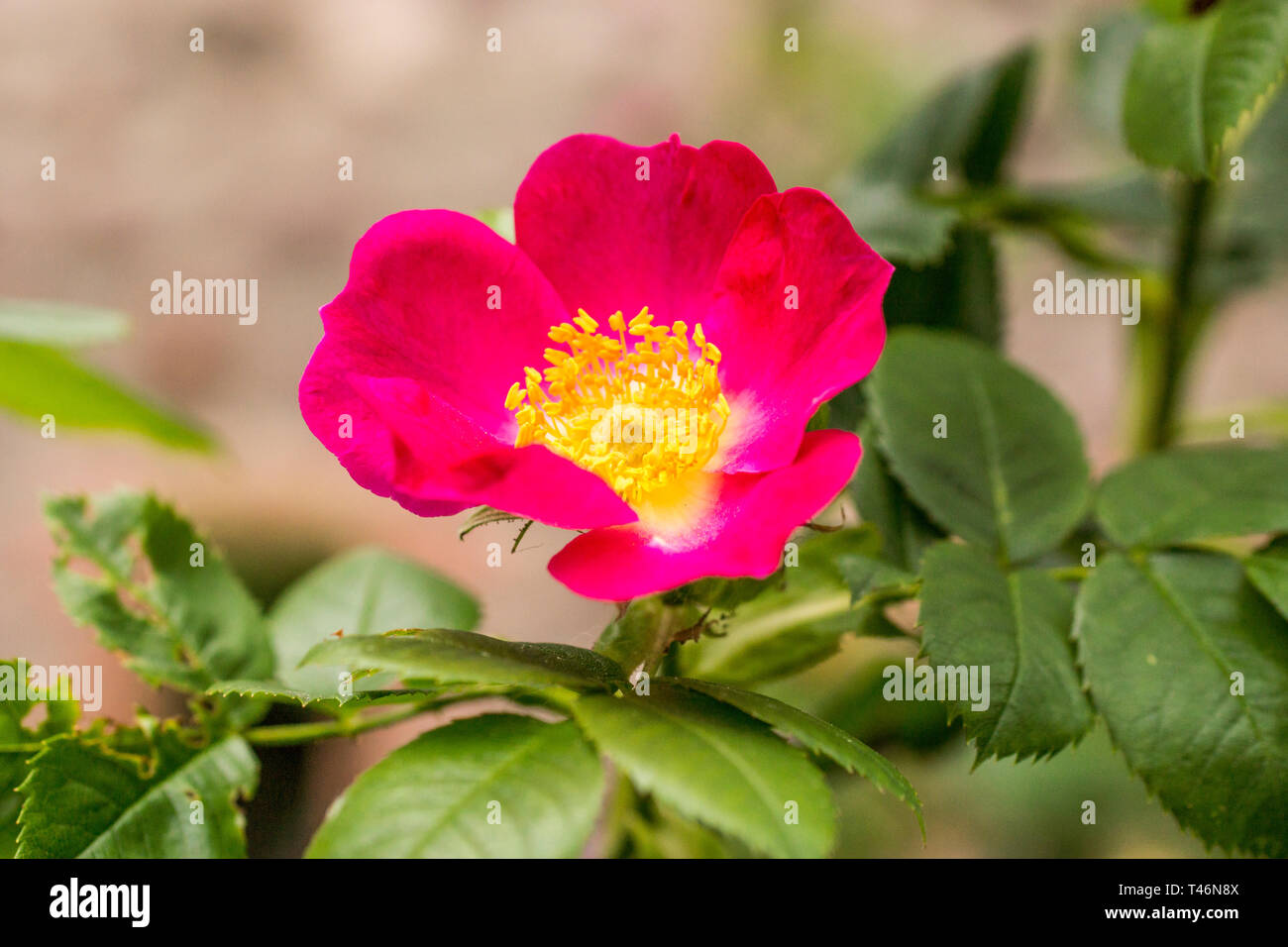 Beautiful blooming wild rose bush (dog rose, Rosa canina Stock Photo ...