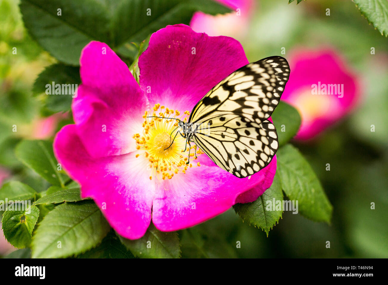 Beautiful blooming wild rose bush (dog rose, Rosa canina Stock Photo ...