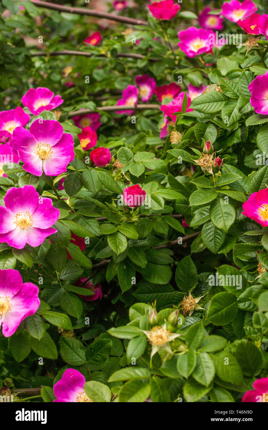 Beautiful blooming wild rose bush (dog rose, Rosa canina Stock Photo ...