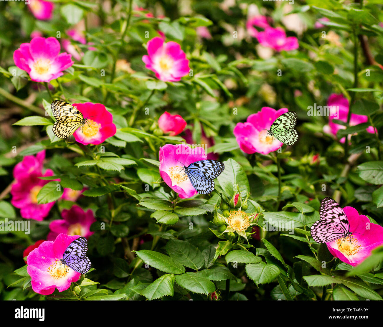Beautiful blooming wild rose bush (dog rose, Rosa canina Stock Photo ...