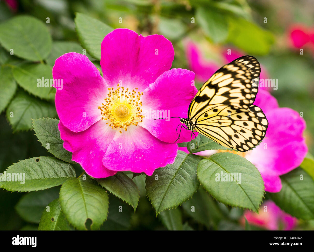 Beautiful blooming wild rose bush (dog rose, Rosa canina Stock Photo ...