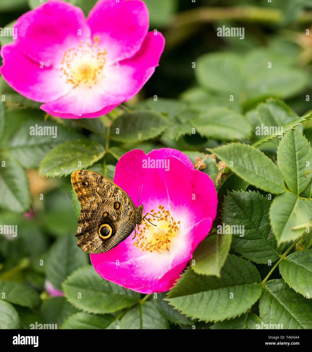 Beautiful blooming wild rose bush (dog rose, Rosa canina Stock Photo ...