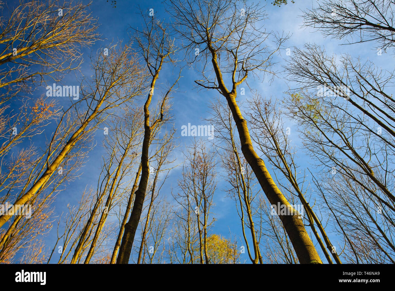 Sky view through the trees of a forest in autumn. Looking up at the ...