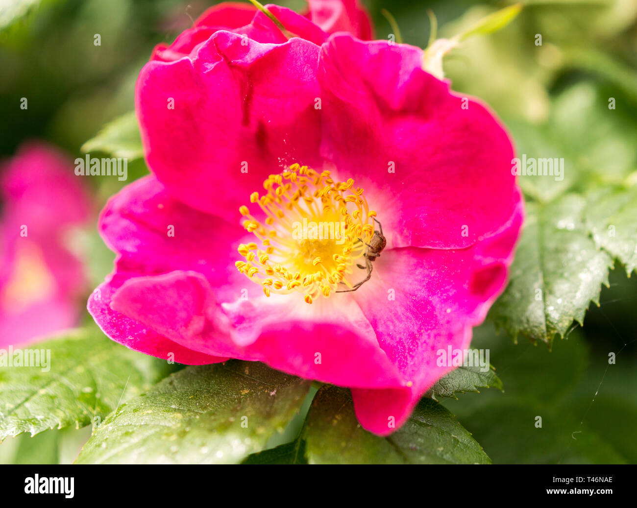 Beautiful blooming wild rose bush (dog rose, Rosa canina Stock Photo ...
