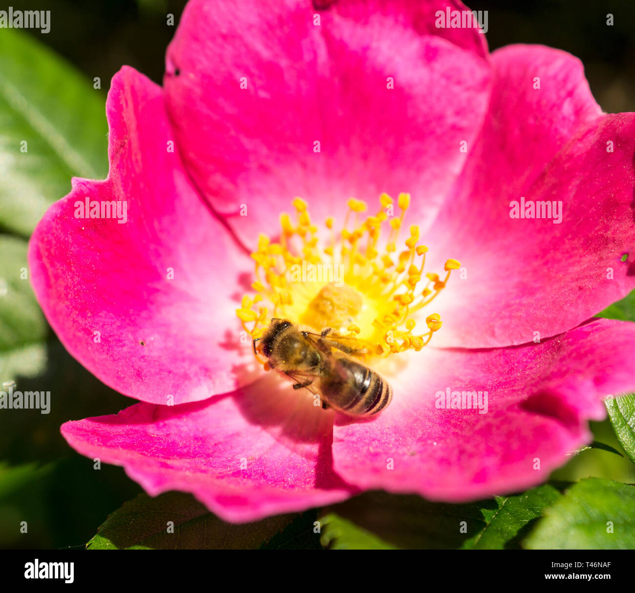 Beautiful blooming wild rose bush (dog rose, Rosa canina Stock Photo ...