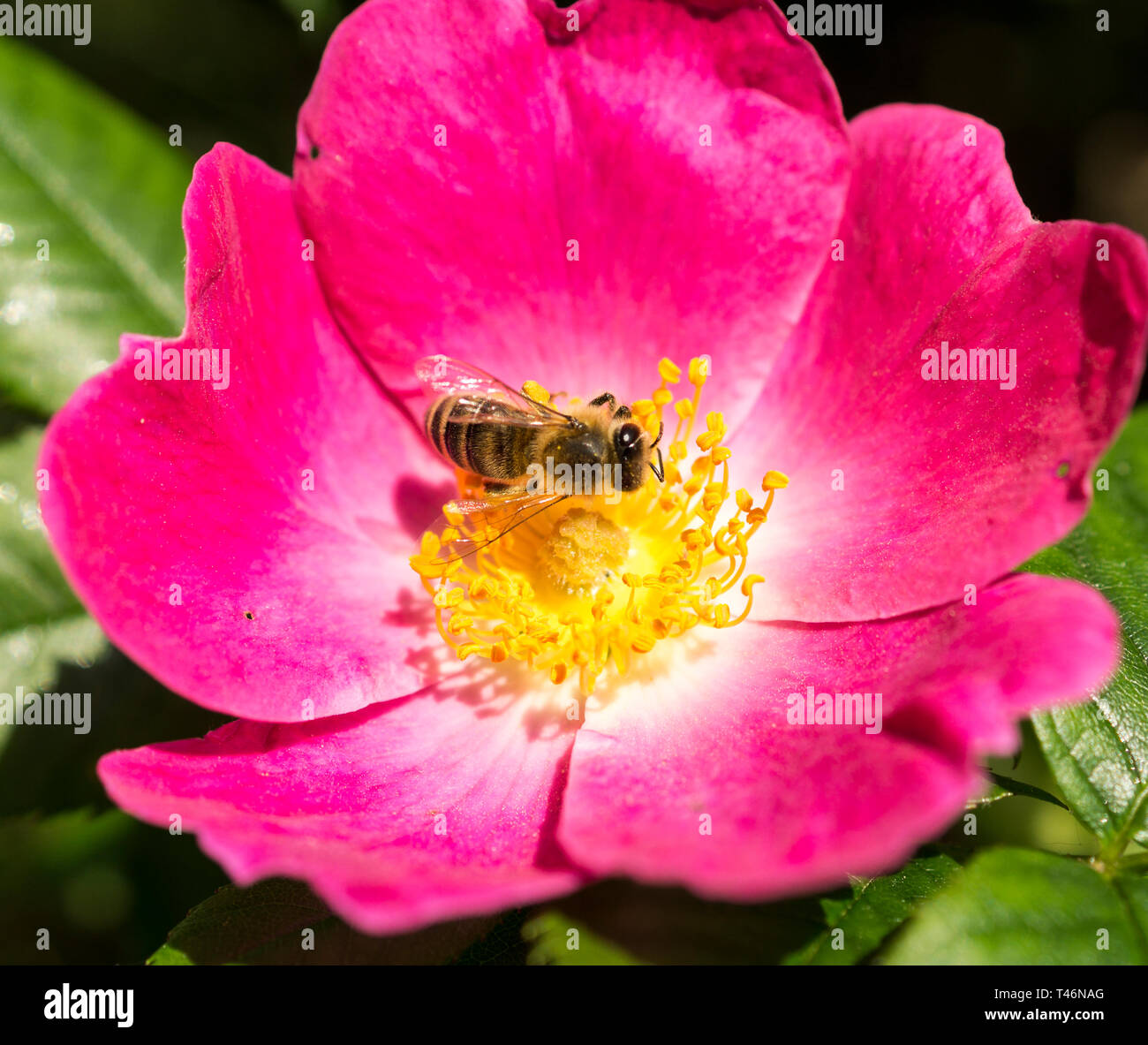 Beautiful blooming wild rose bush (dog rose, Rosa canina Stock Photo ...