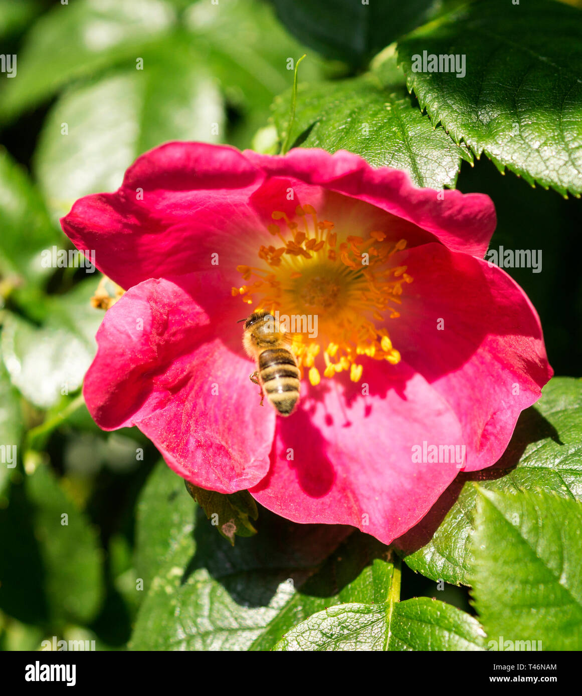 Beautiful blooming wild rose bush (dog rose, Rosa canina Stock Photo ...