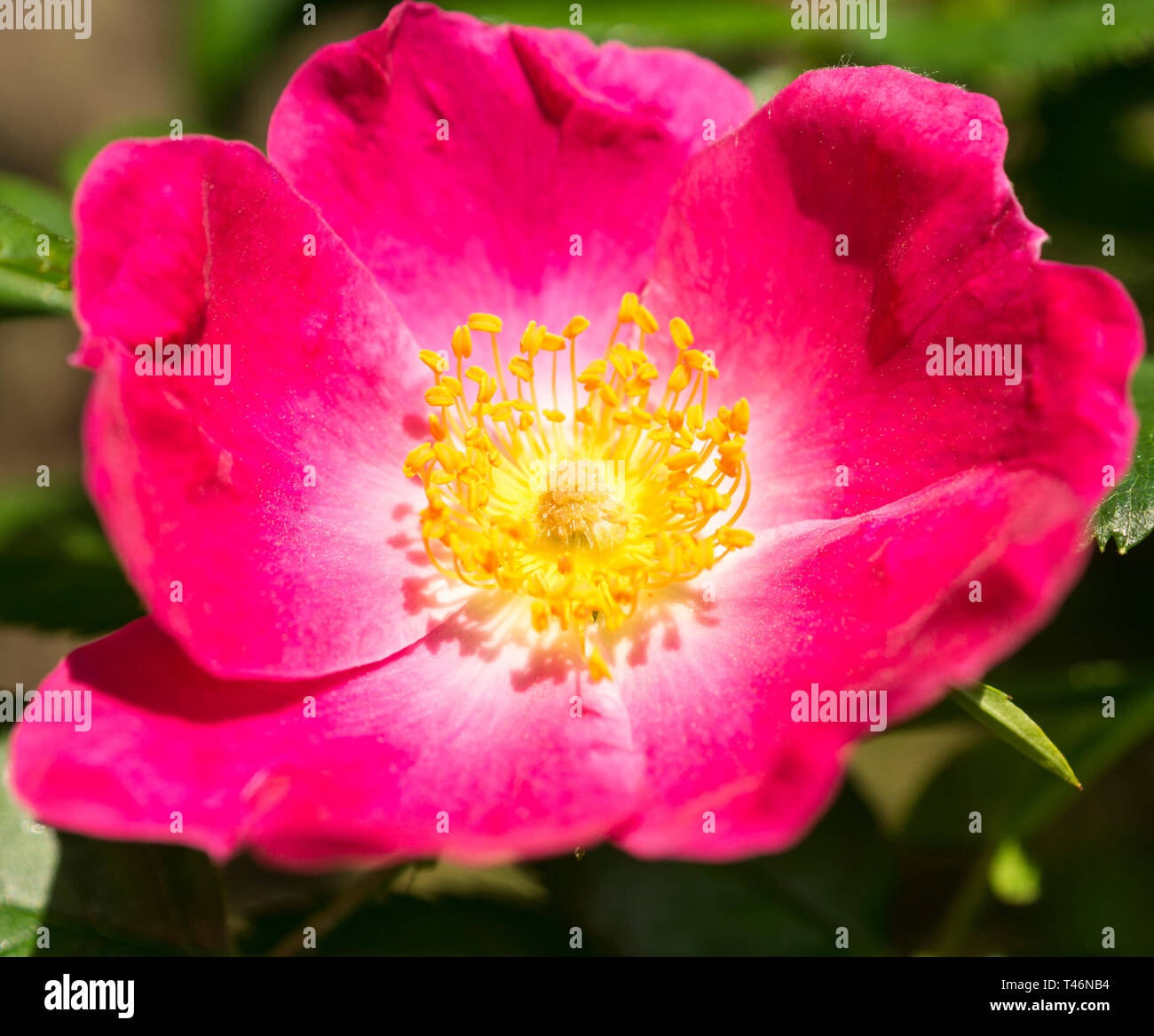 Beautiful blooming wild rose bush (dog rose, Rosa canina Stock Photo ...