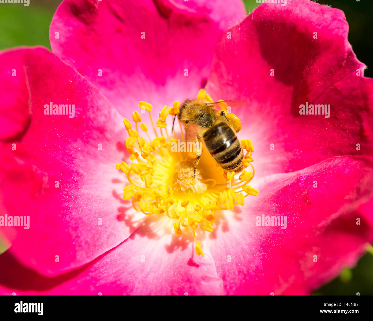 Beautiful blooming wild rose bush (dog rose, Rosa canina Stock Photo ...