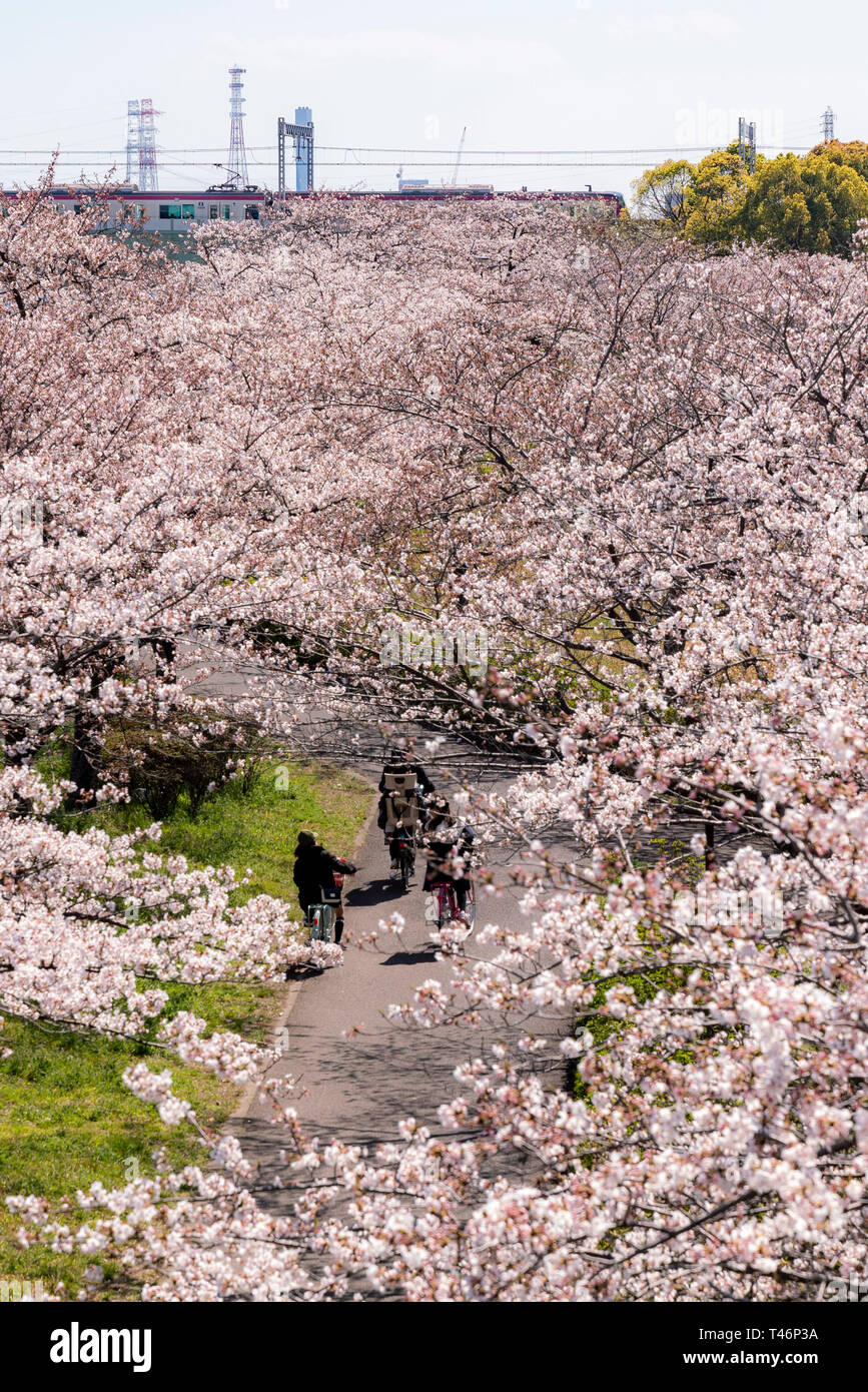 Komatsugawa 1000 sakura, Edogawa-Ku, Tokyo, Japan. A lot of sakura seen ...