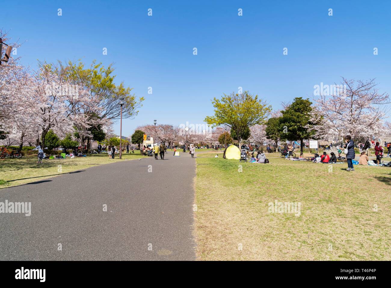 Ojima Komatsugawa Park, Edogawa-Ku, Tokyo, Japan. During cherry blossom ...