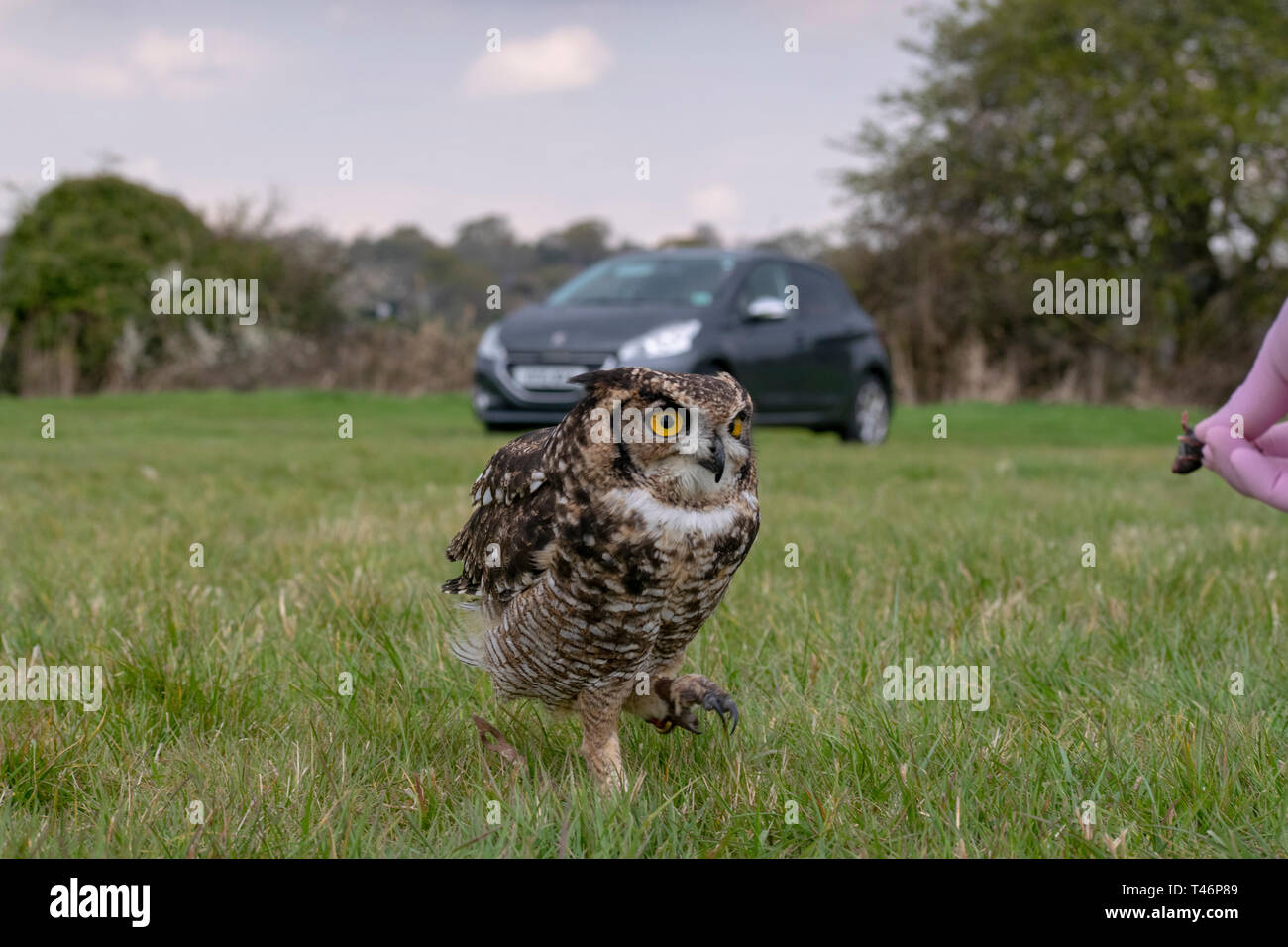 African Spotted Eagle Owl Stock Photo - Alamy
