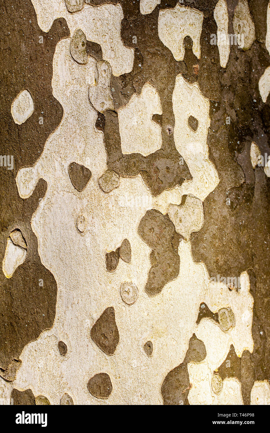 tree bark pattern Stock Photo - Alamy