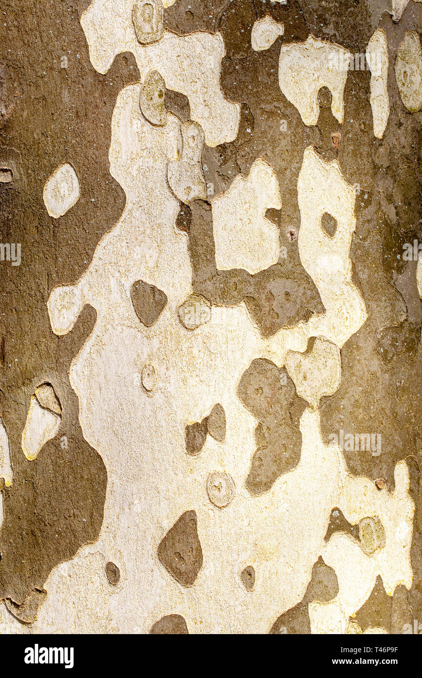 tree bark pattern Stock Photo - Alamy