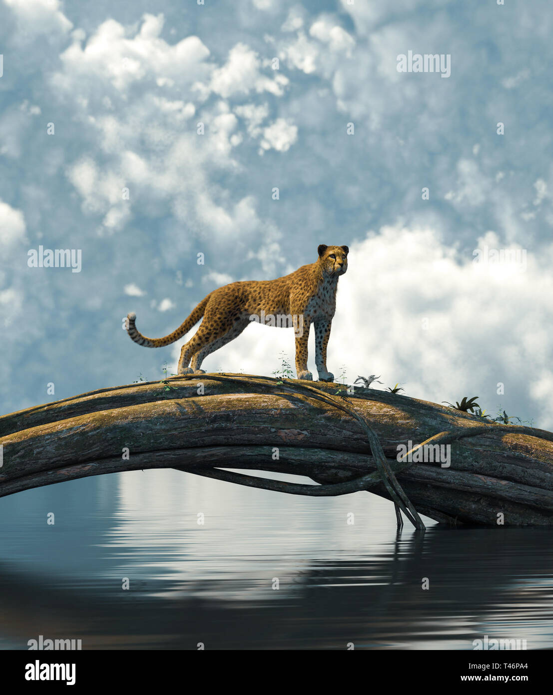 Cheetah on a trunk hi-res stock photography and images - Alamy