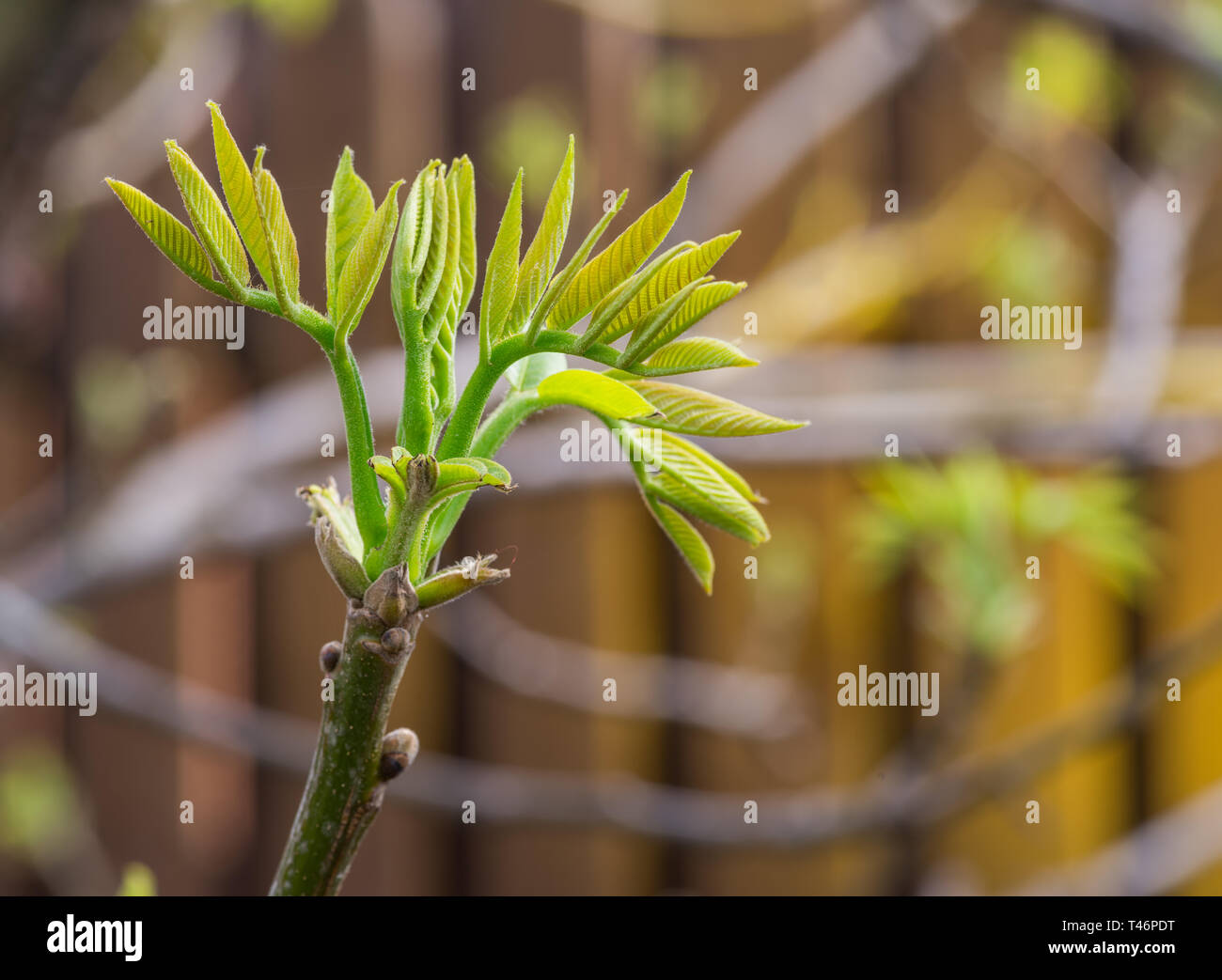 Freshly burst leaves of walnut tree close-up. Spring background Stock ...