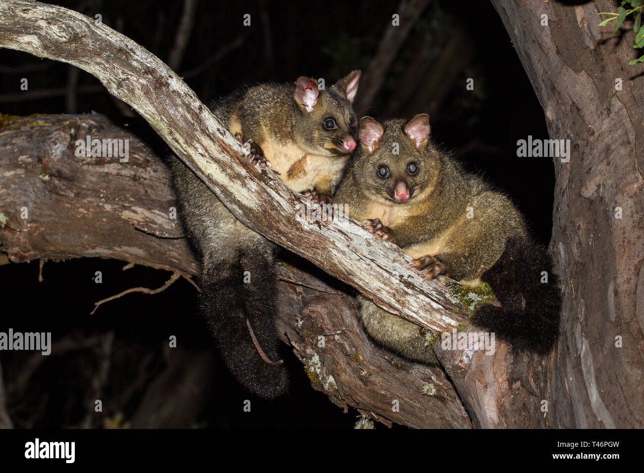 Common Brush-tailed Possum Stock Photo - Alamy