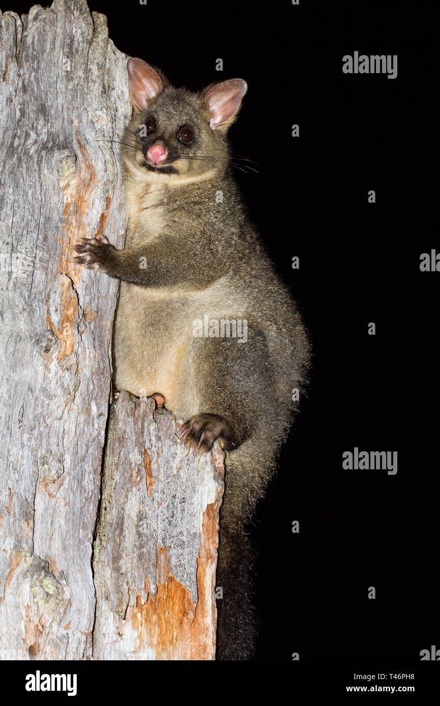 Common Brush-tailed Possum Stock Photo - Alamy