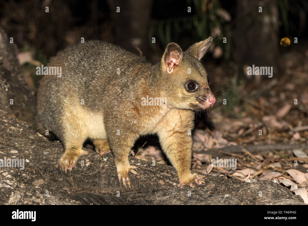 Possum marsupial arboreal hi-res stock photography and images - Alamy