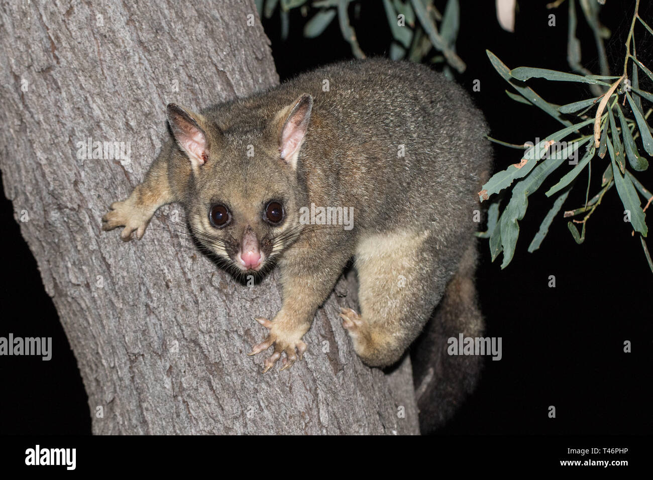 Common Brush-tailed Possum Stock Photo - Alamy