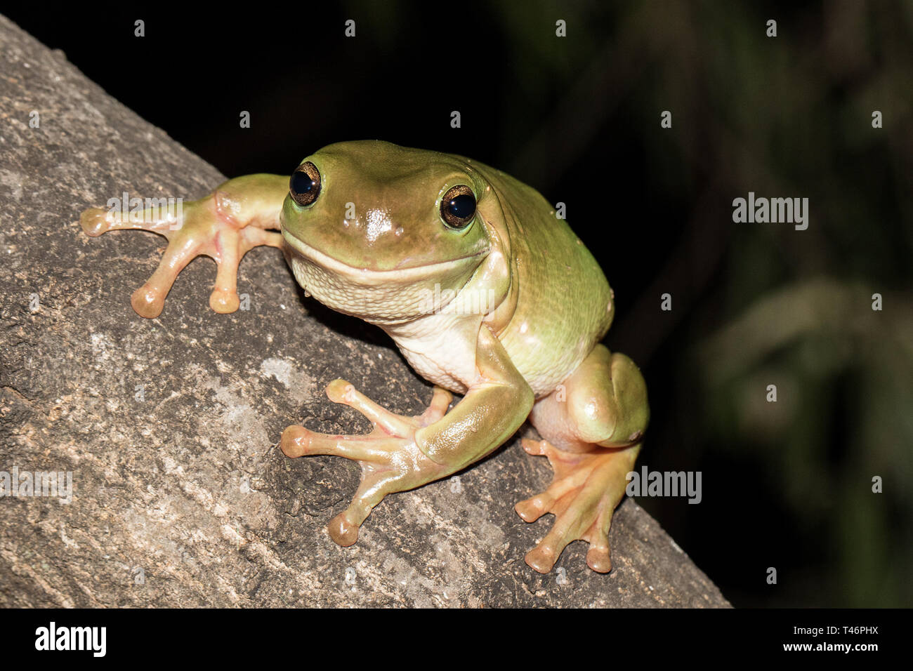 Green Tree Frog Stock Photo - Alamy