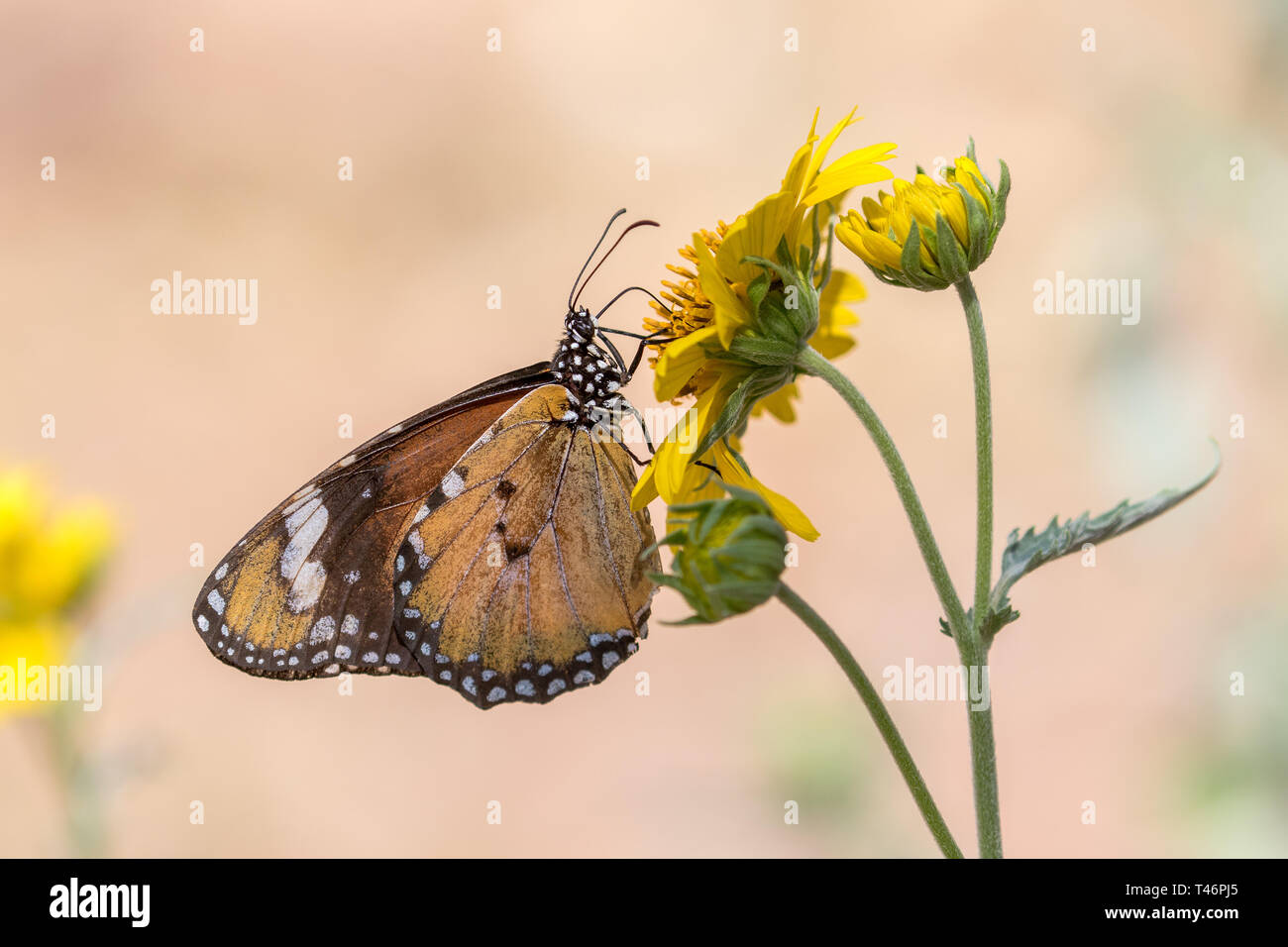 Lesser Wanderer Butterfly Stock Photo - Alamy