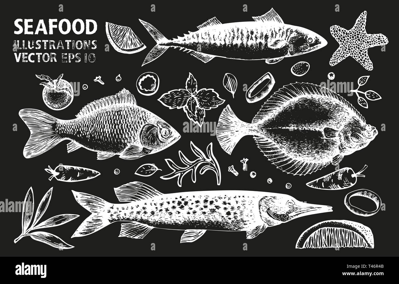 Fishes and spices vector set. Vintage hand drawn seafood illustrations ...