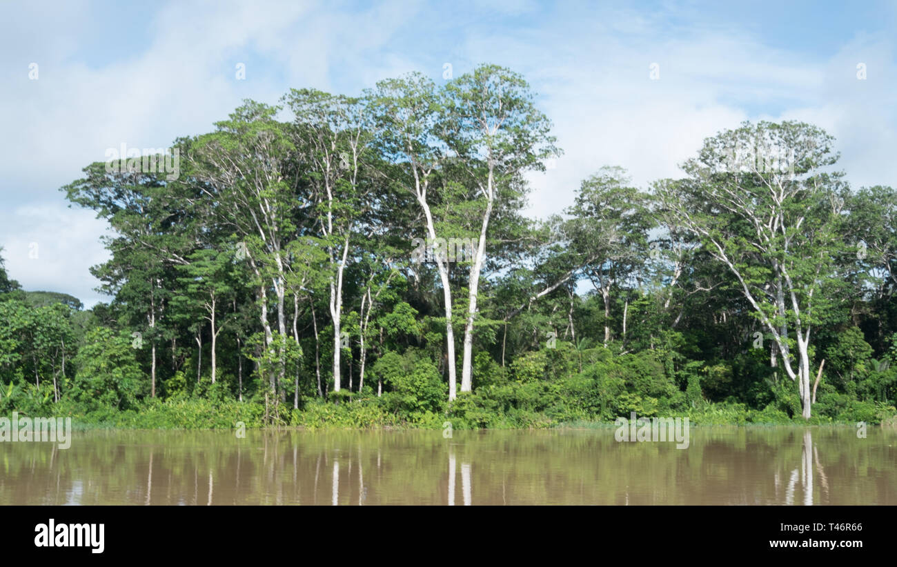 Amazon rainforest deforestation brazil hi-res stock photography and ...