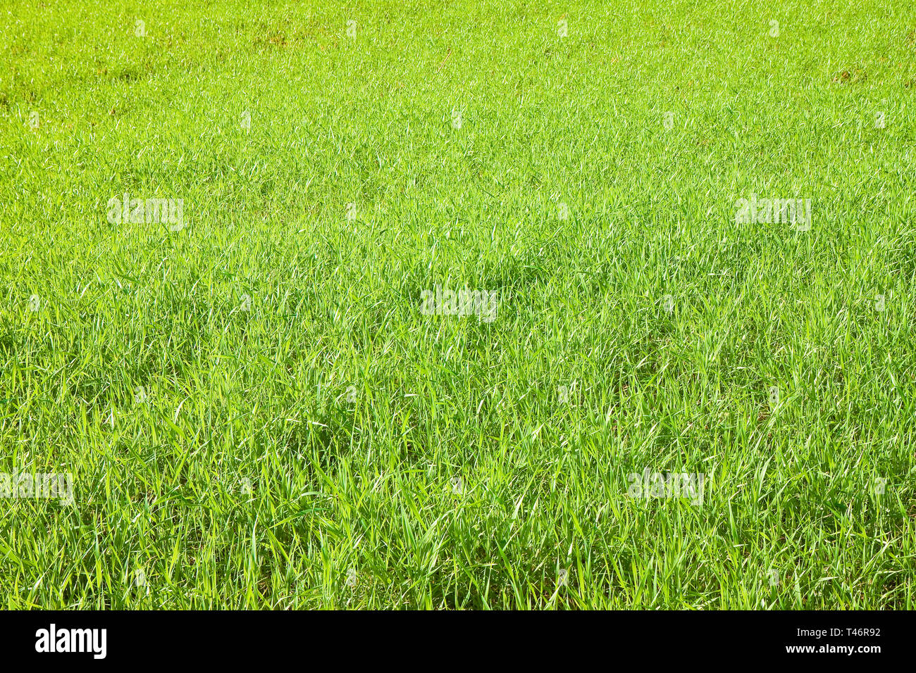 Green wild grass field background Stock Photo - Alamy