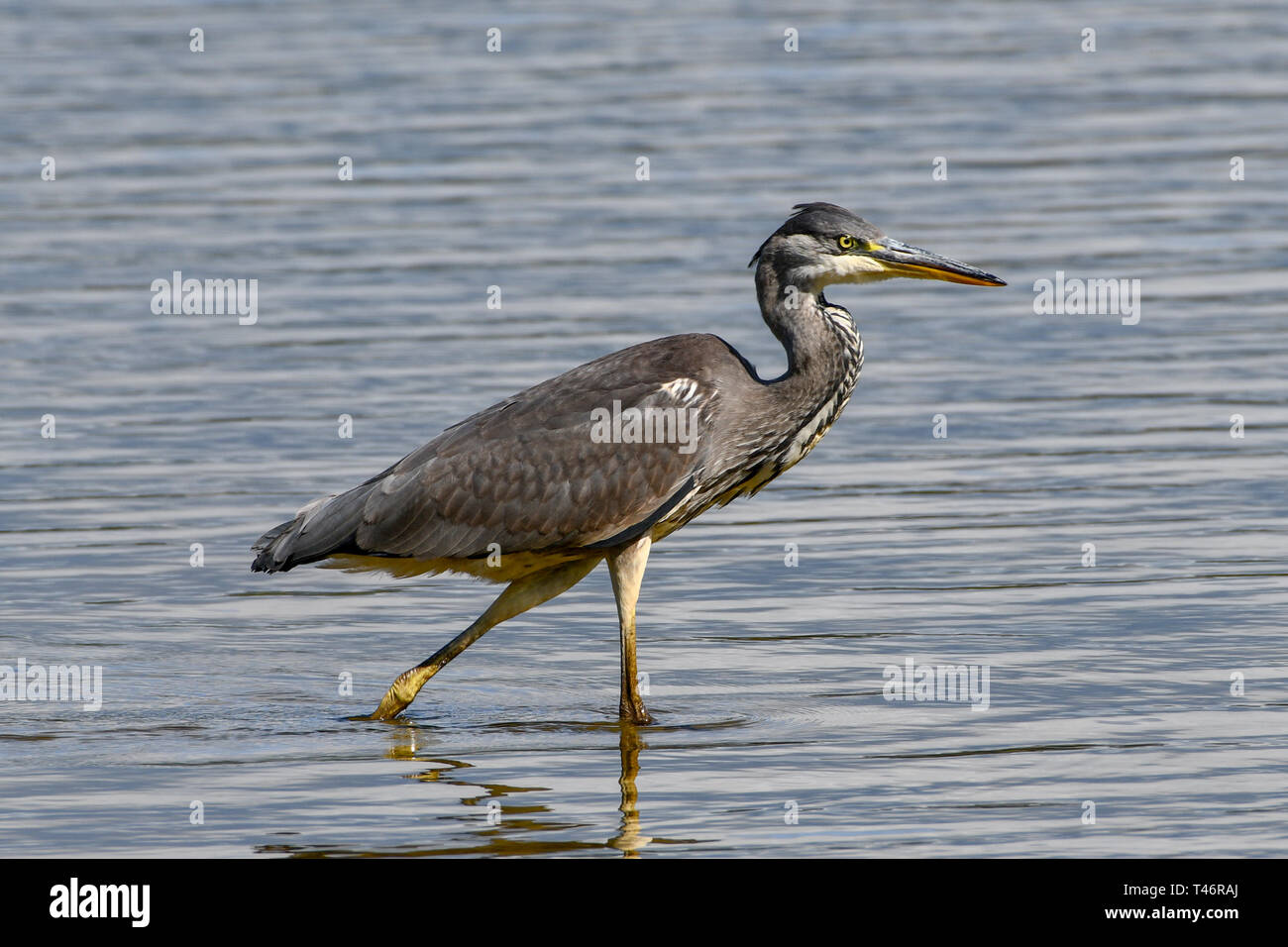 Grey heron wading in shallow water at Kenfig pool while hunting for ...