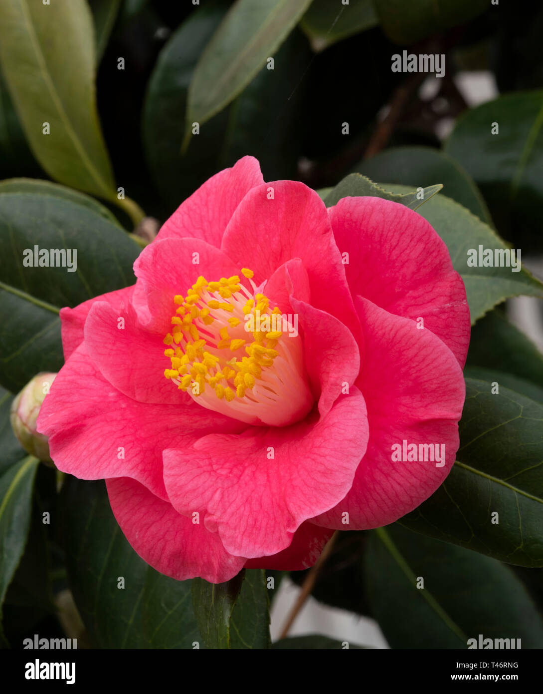 Dark pink camellia camellia japonica High Resolution Stock Photography ...