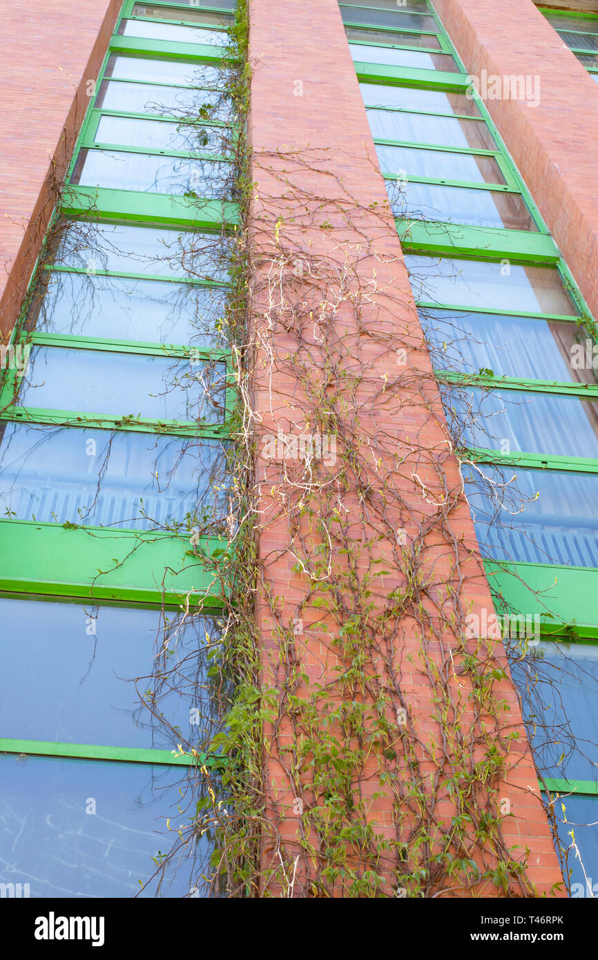 Tall brick house overgrown with ivy. Apocalyptic view Stock Photo - Alamy
