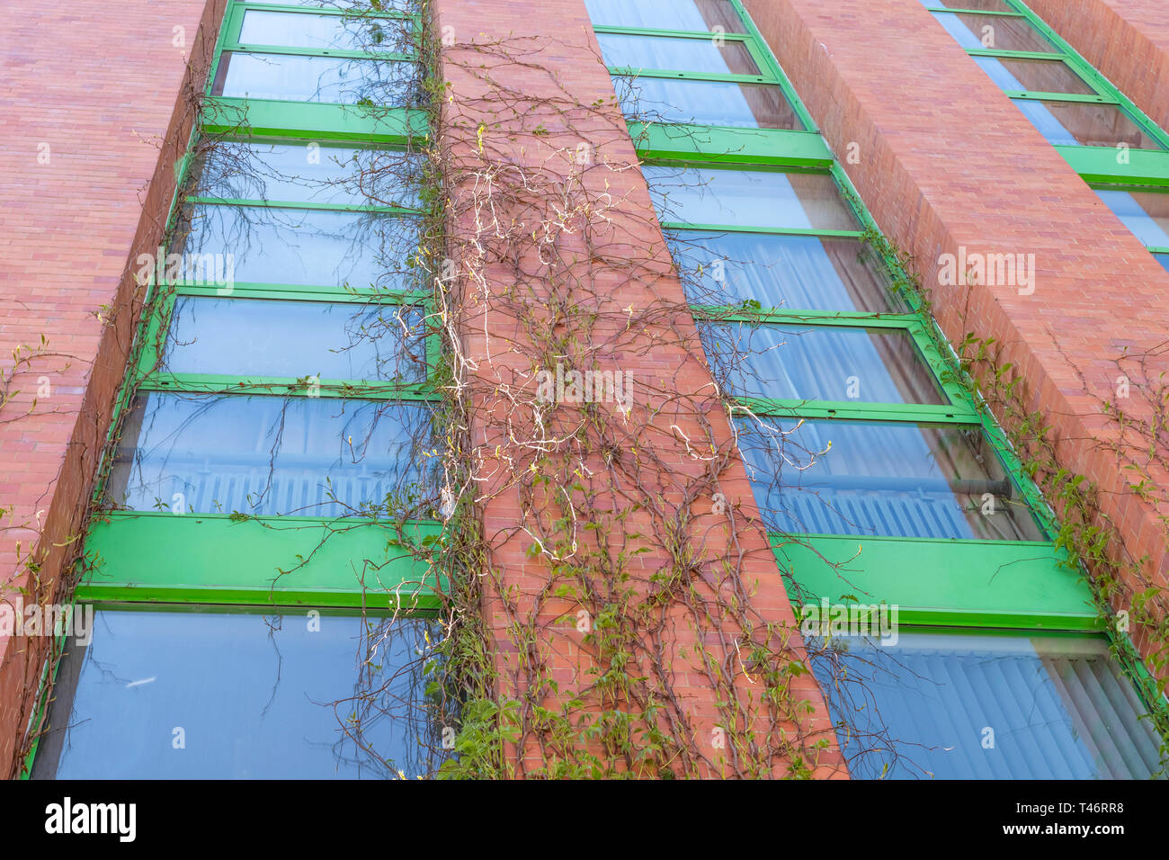 Tall brick house overgrown with ivy. Apocalyptic view Stock Photo - Alamy