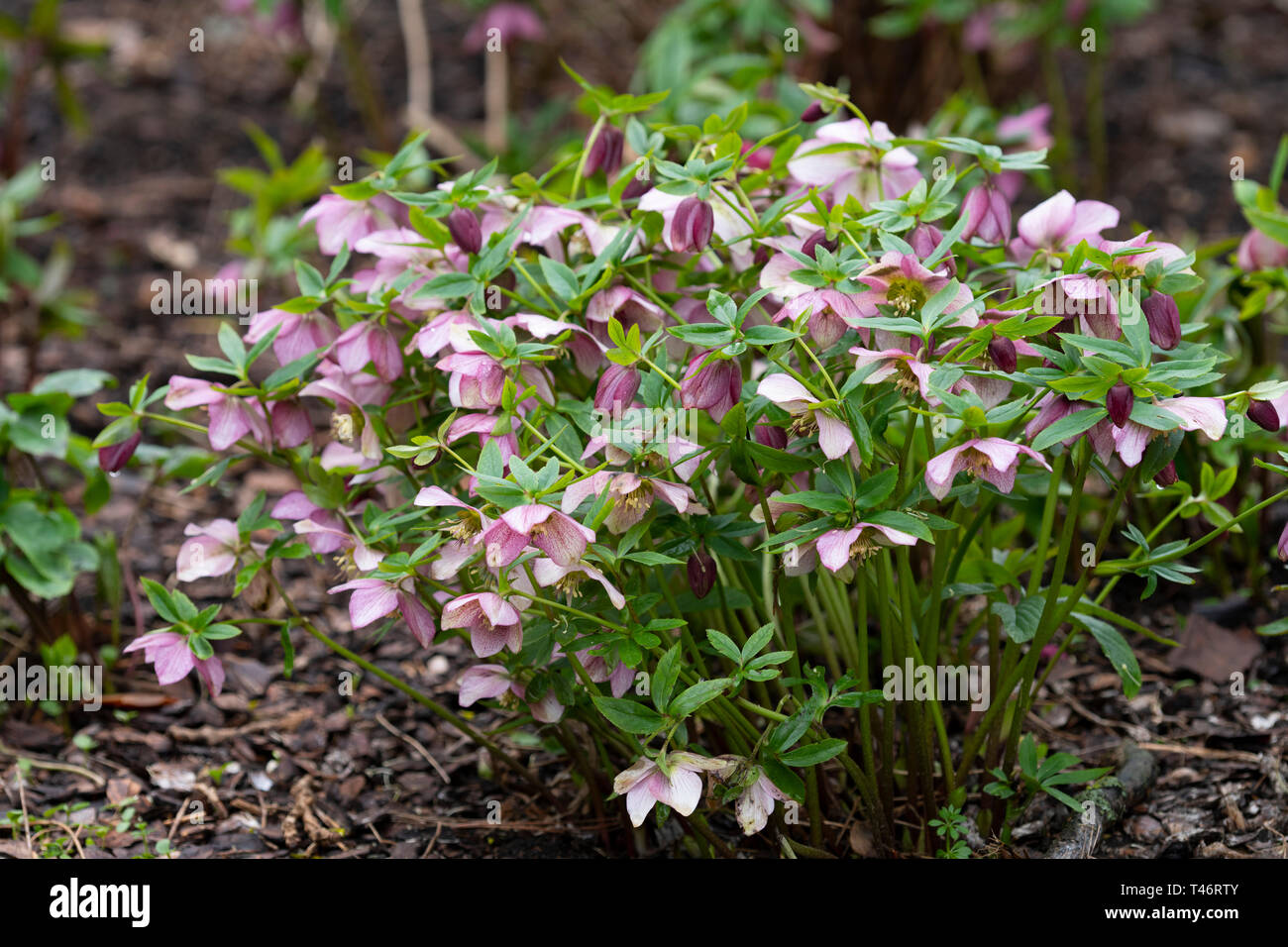 Pink hellebores hi-res stock photography and images - Alamy