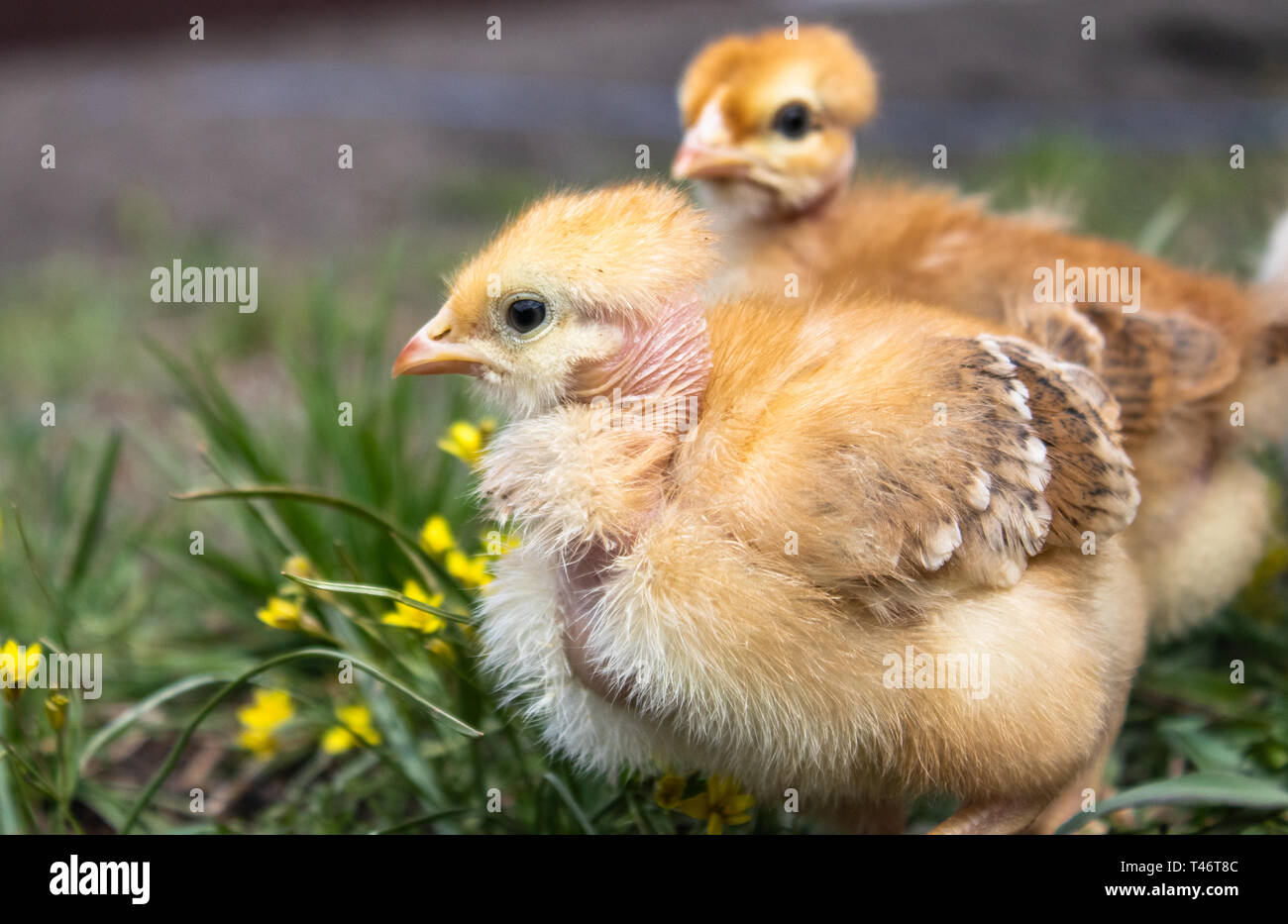 yellow chicks on a grass field or lawn for a design and decoration ...