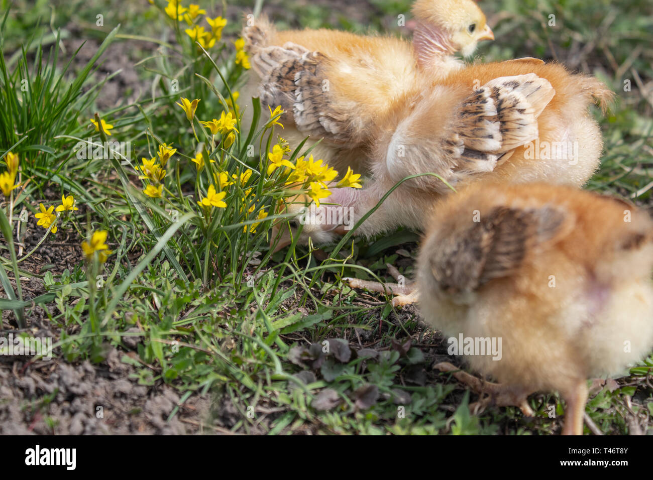 Close-up of yellow chickens on the grass, Beautiful yellow little ...