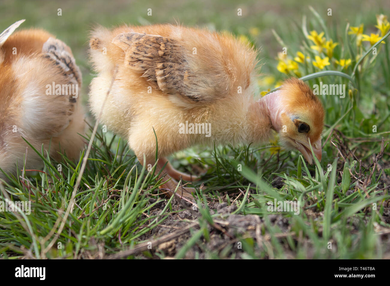 Little chicken, yellow chickens on the grass. Rearing small chickens ...