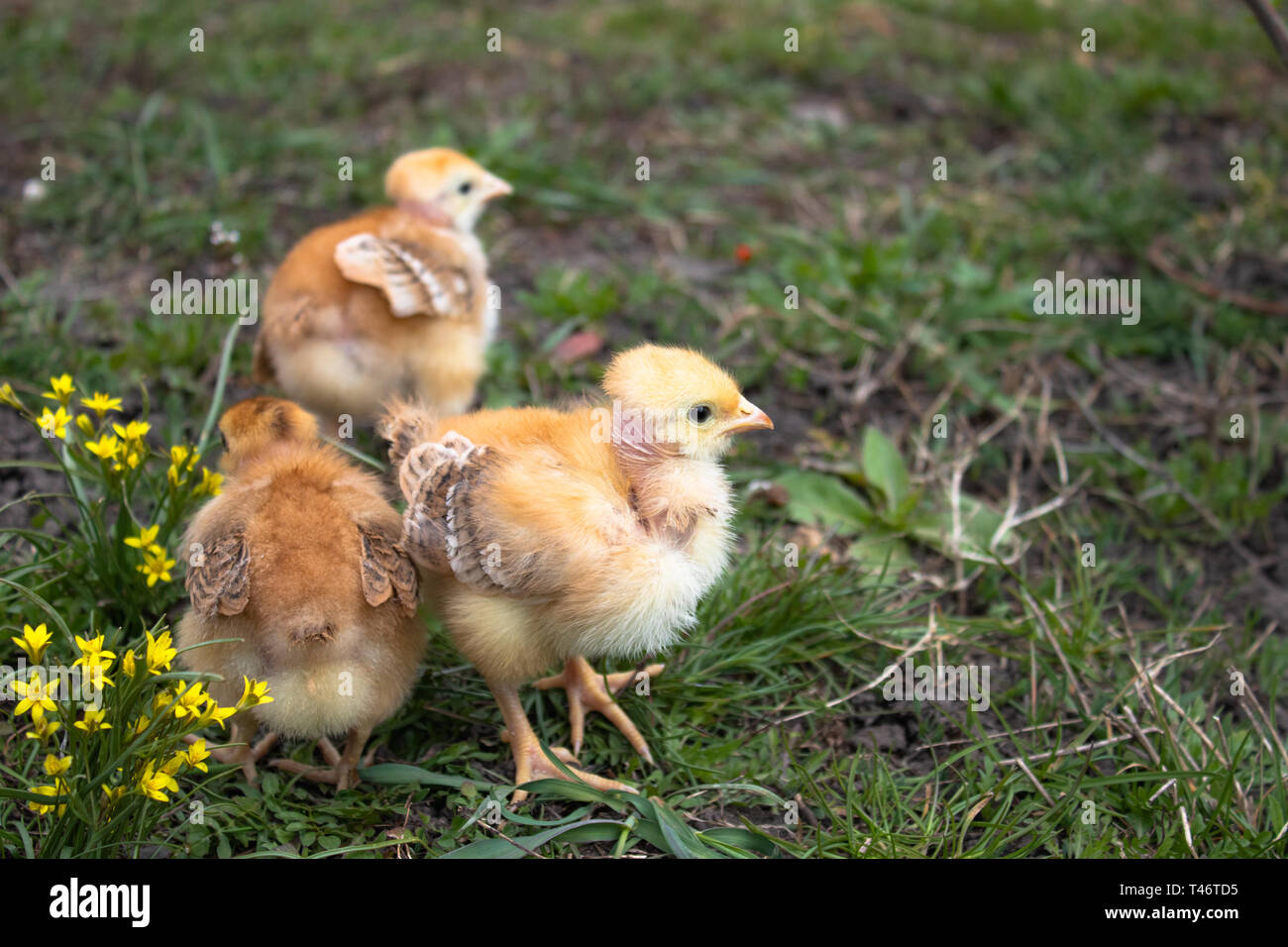 yellow chicks on a grass field or lawn for a design and decoration ...