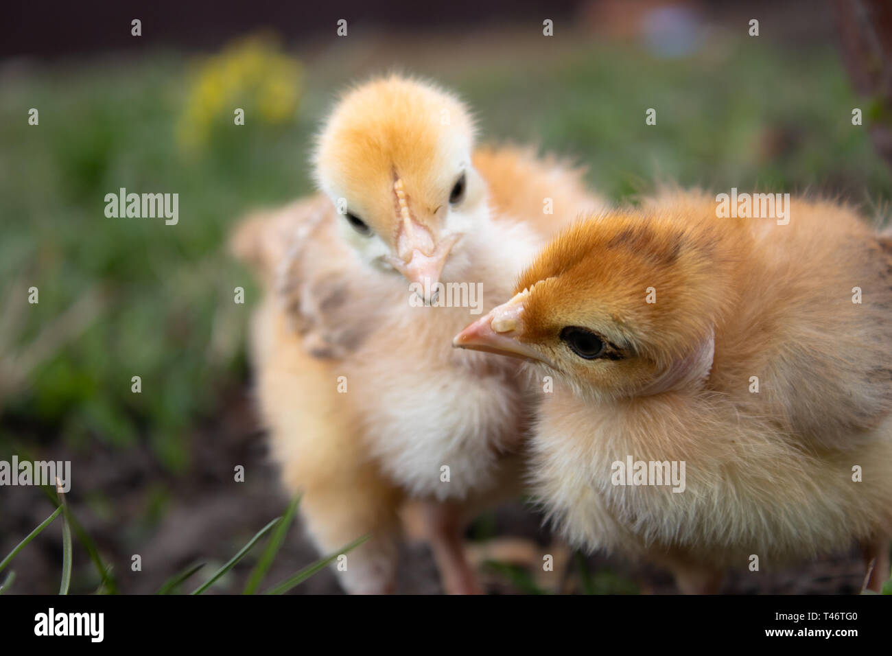 Little chicken, yellow chickens on the grass. Rearing small chickens ...