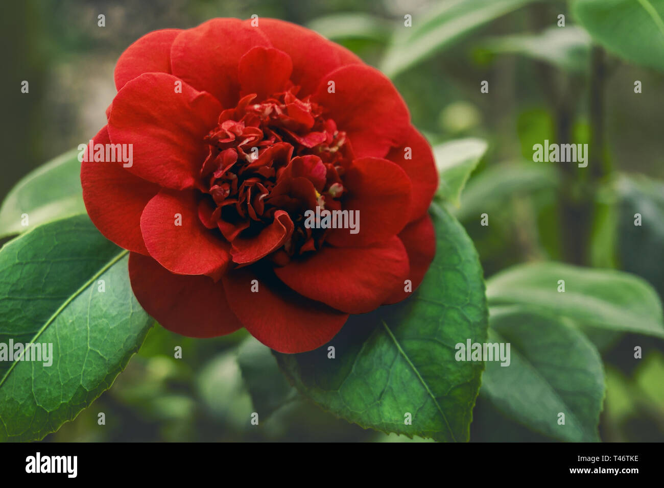 Garden red flower hi-res stock photography and images - Alamy