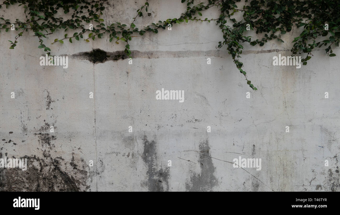 The Leaf on white wall background. Natural green leaf wall, Texture ...