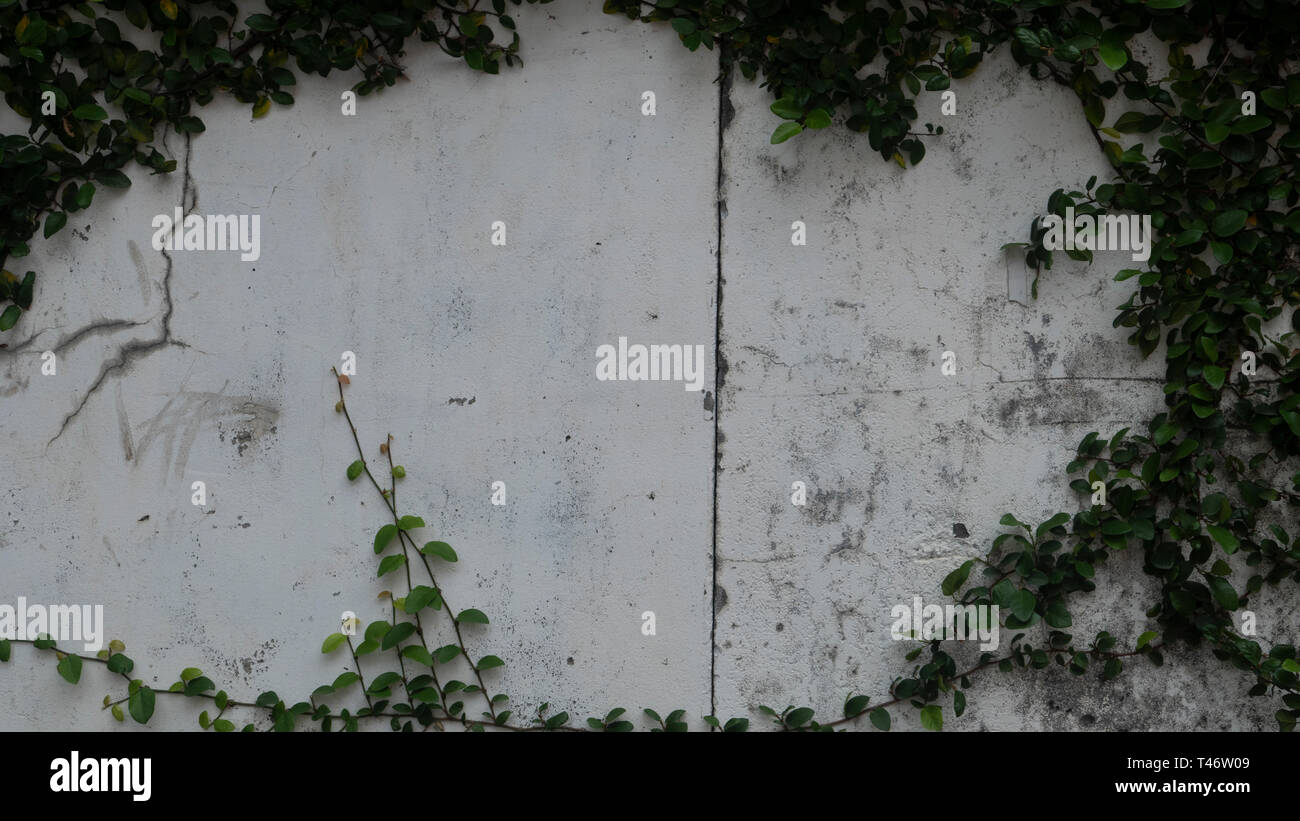 Green leaf wall texture hi-res stock photography and images - Alamy
