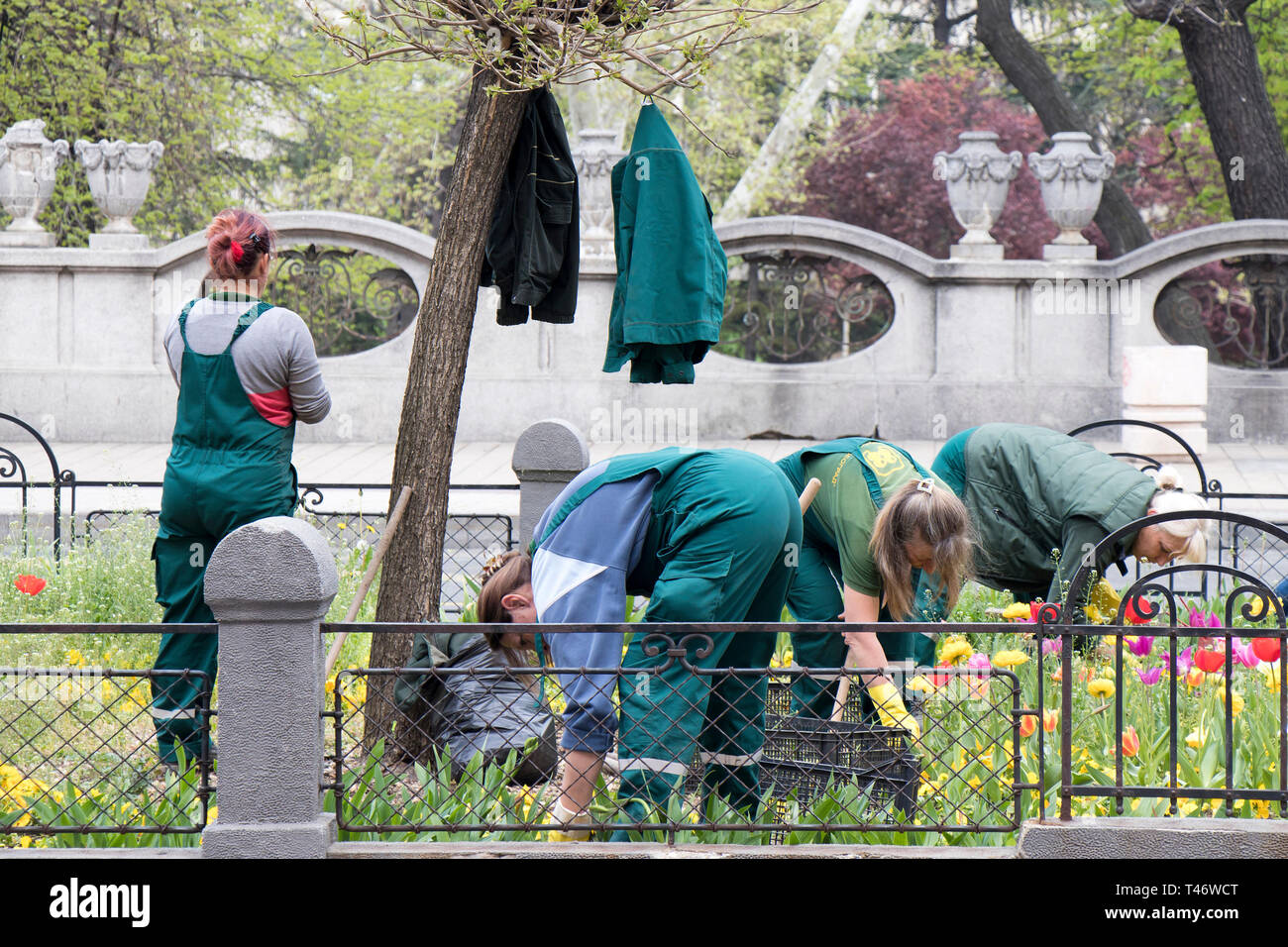Belgrade, Serbia - April 9, 2019: Women from city greenery service ...