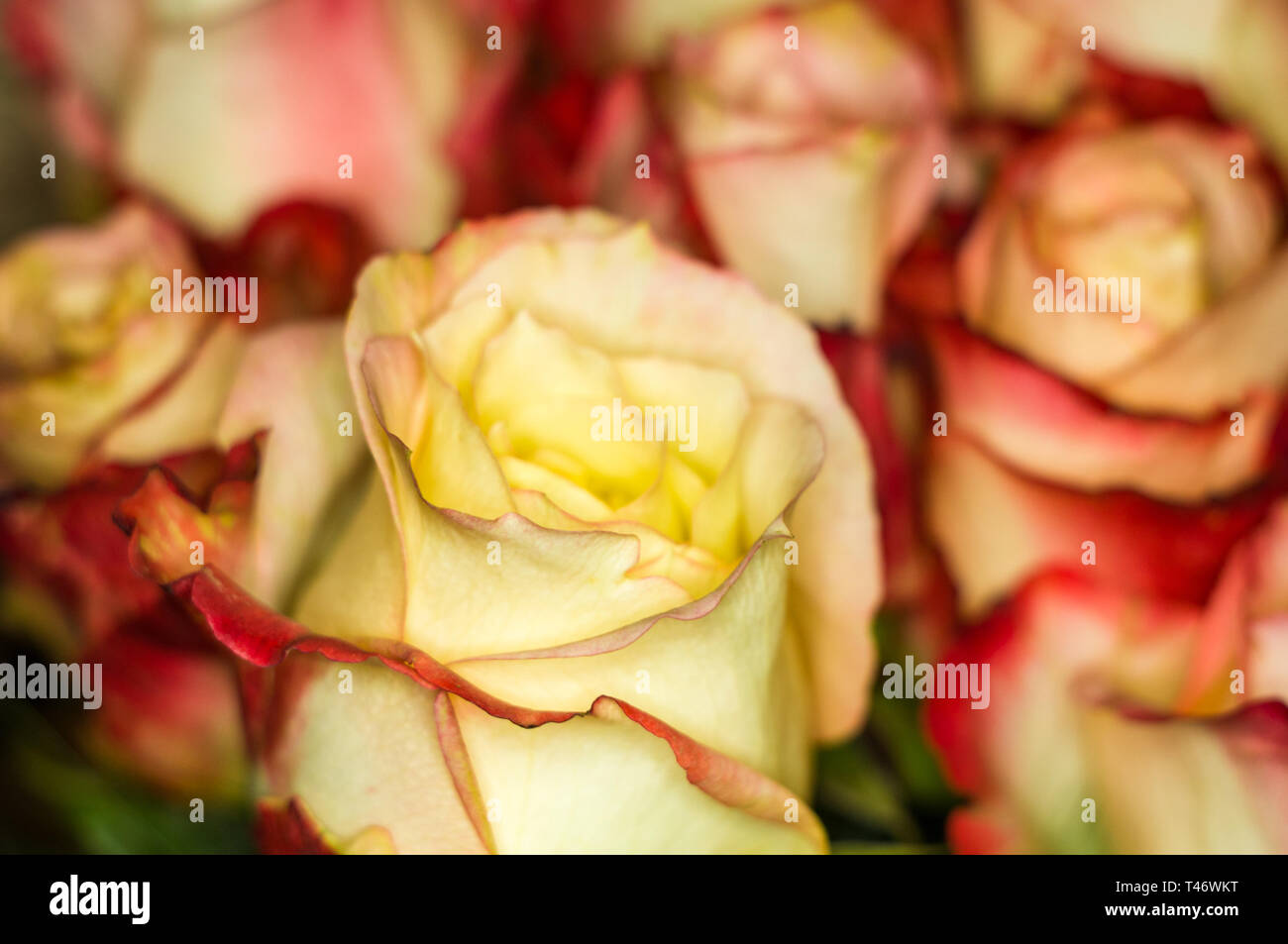 Beautiful large bouquet of yellow-red roses on dark background. Nature ...