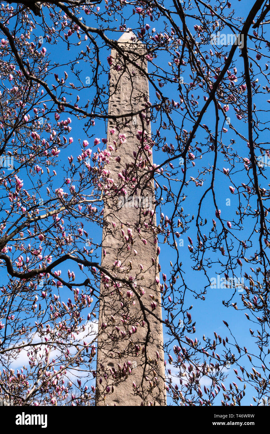 Cleopatra's Needle Obelisk is Surrounded by Magnolia Trees Blooming in ...