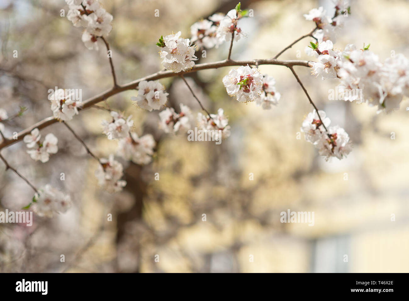 Floral natural background spring time season. Blooming apple tree Stock ...
