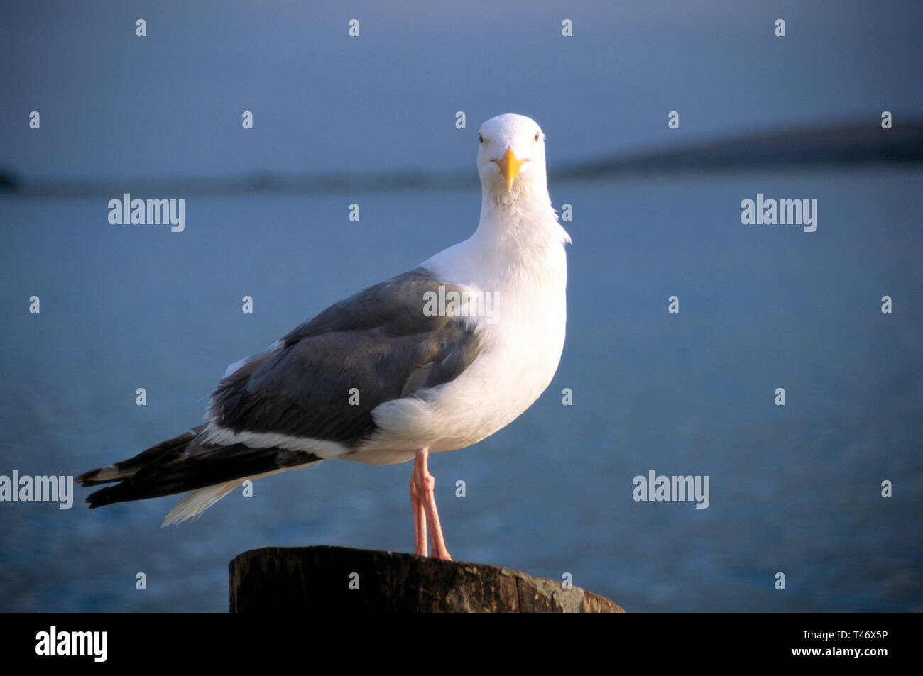 Gull looks at camera hi-res stock photography and images - Alamy