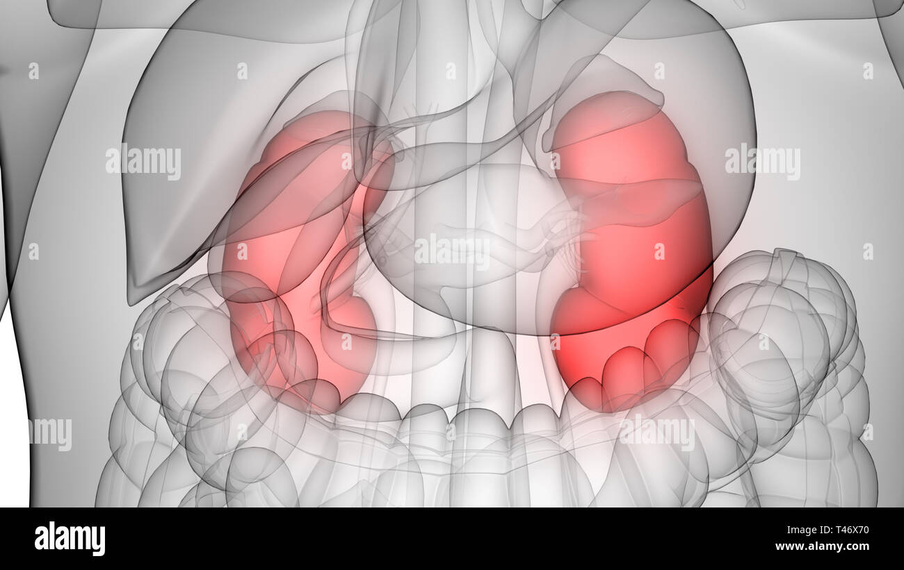 Female Urinary System Kidneys Anatomy Stock Photo - Alamy